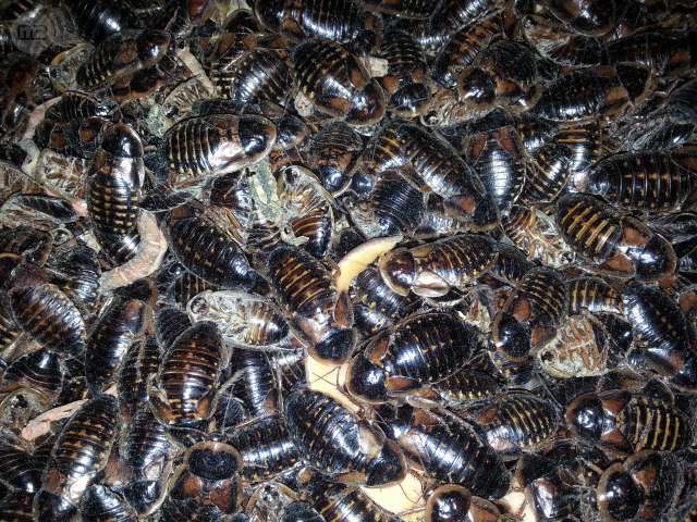 CRIA REPRODUCCION de Cucaracha Argentina