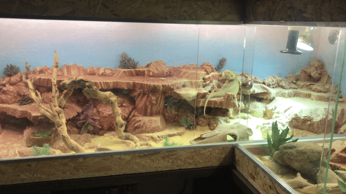 🥇Terrario para Reptiles | Tu Web Especializada en Pogonas